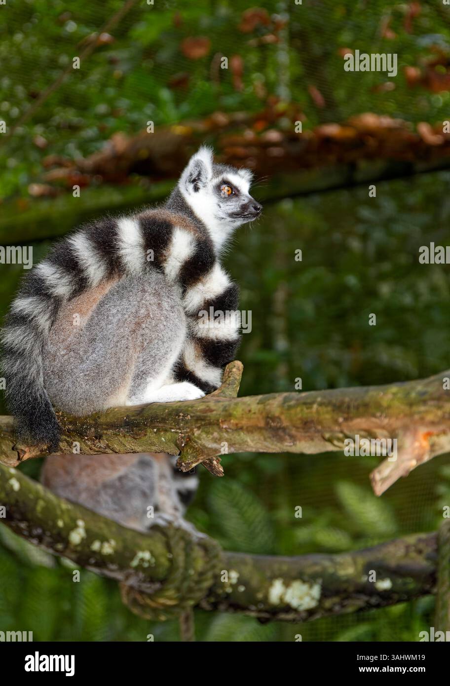 Lemur, on branch, wet-nose primate, long striped tail, social animals ...