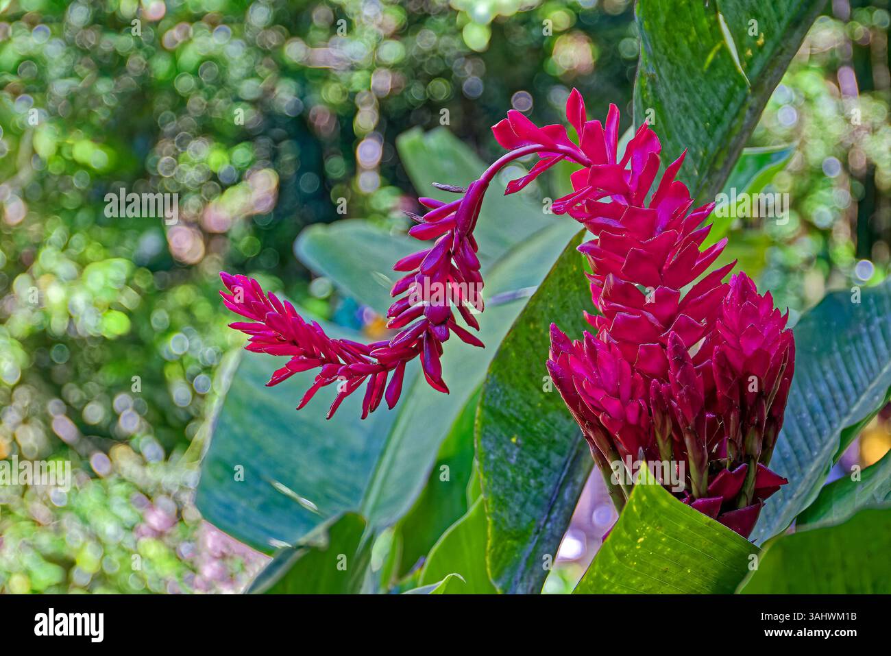 tropical flower, dark rose, spike, curved end, Alpinia rose, nature ...