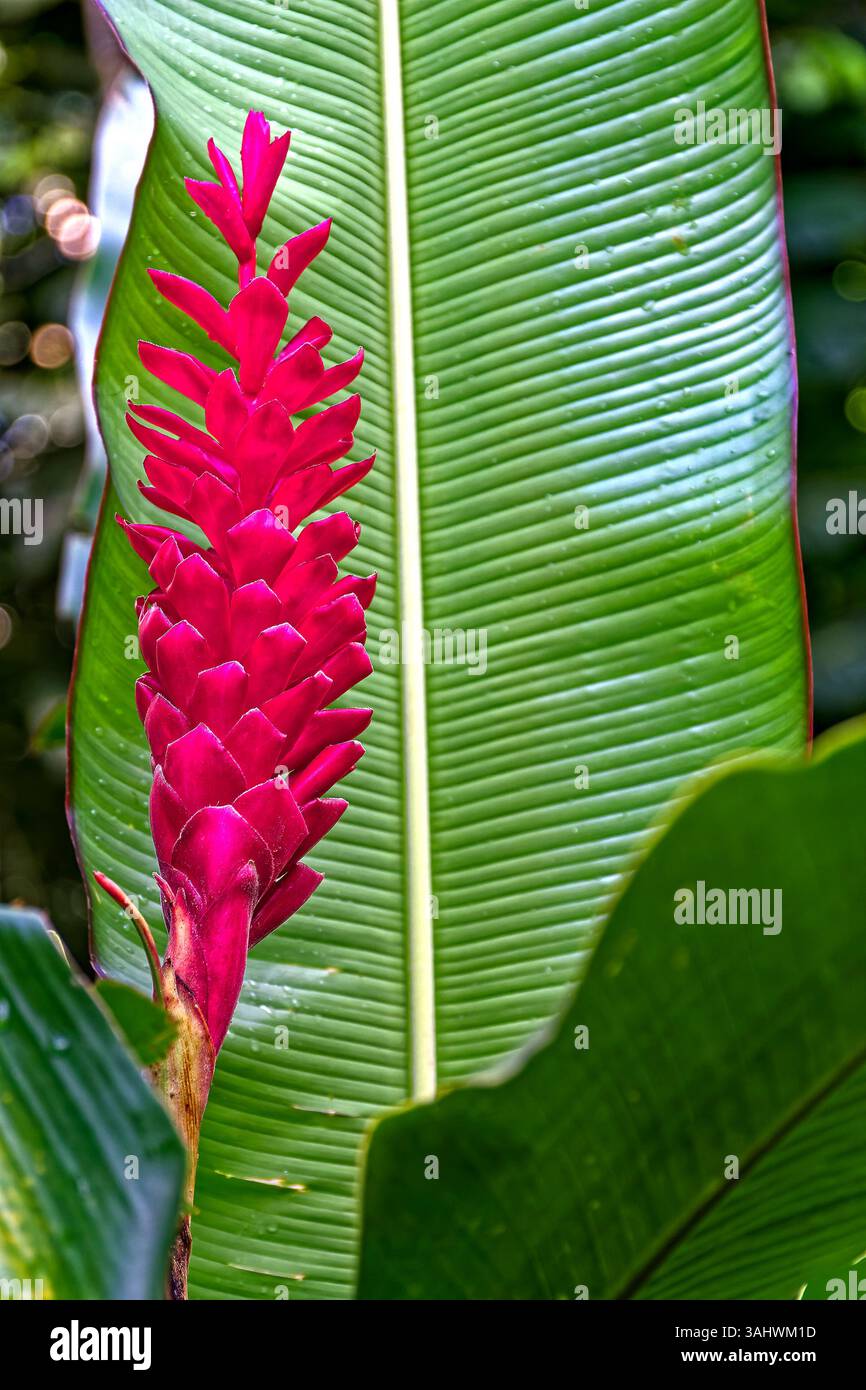 tropical flower, dark rose, spike, Alpinia rose, large green leaf ...