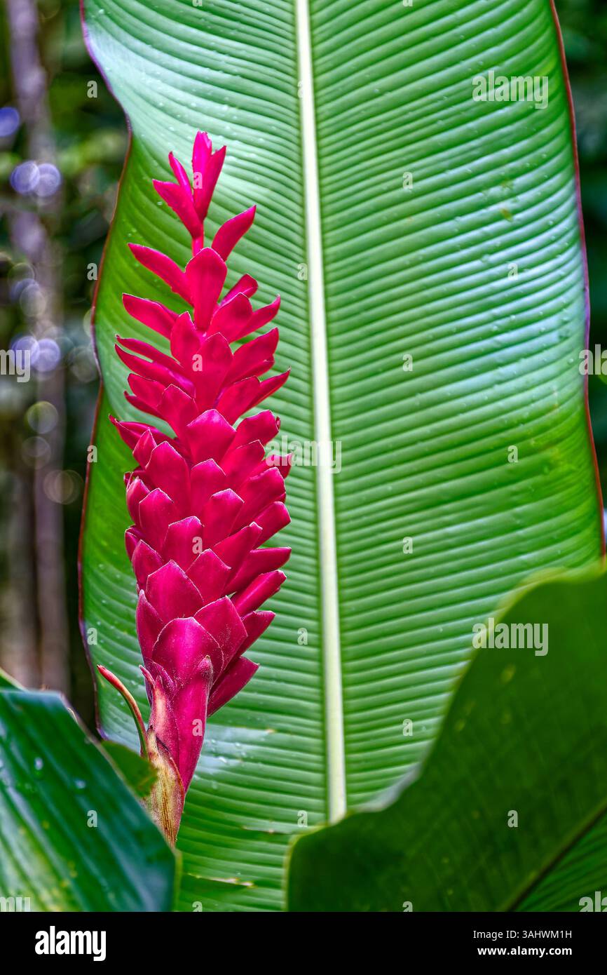 tropical flower, dark rose, spike, Alpinia rose, large green leaf ...