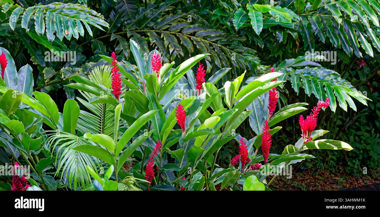 tropical flowers, red spike, Alpinia rouge, Zingiberaceae family ...