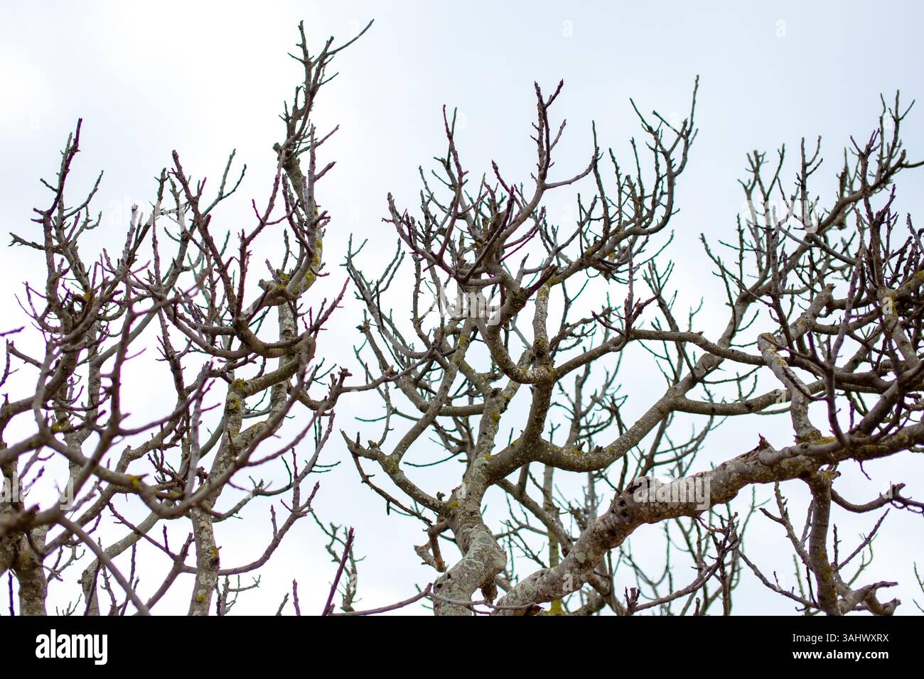 Frangipani tree winter hi-res stock photography and images - Alamy