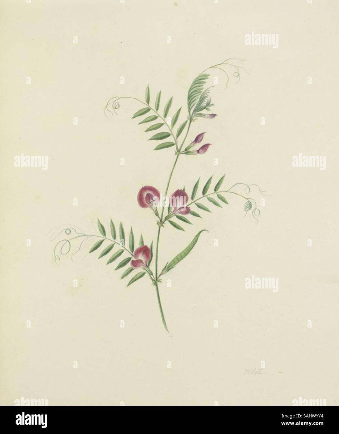 Watercolor by Lydia Penrose, illustrating Vicia, also known as vetch or ...