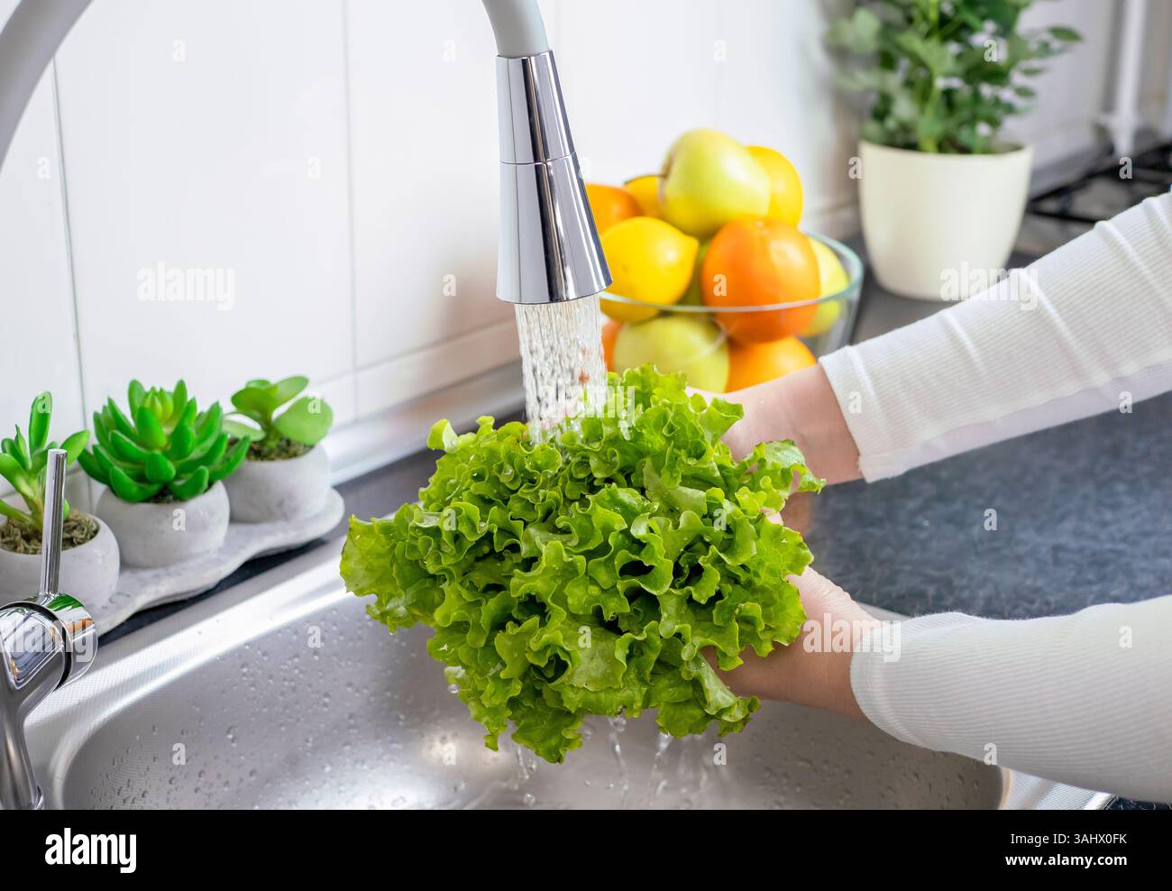 Woman hands washing a lettuce to prepare a fresh salad in the kitchen ...