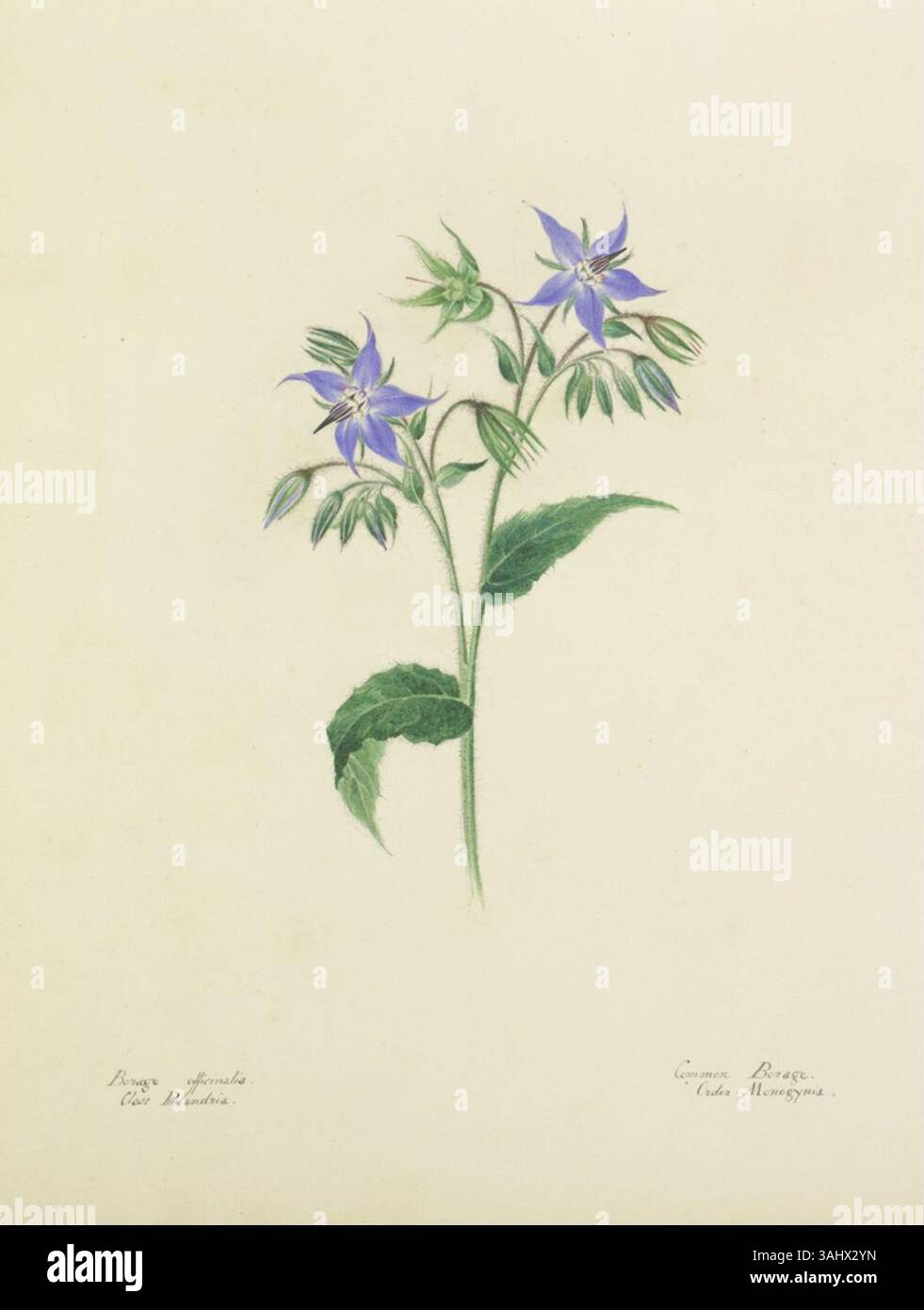 Lydia Penrose’s watercolor of Borage officinalis, also known as borage ...