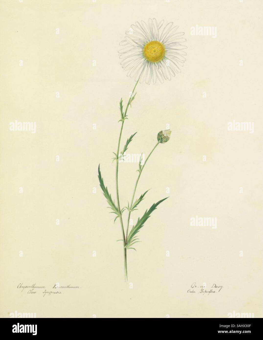 Lydia Penrose’s watercolor of Chrysanthemum leucanthemum, also known as ...