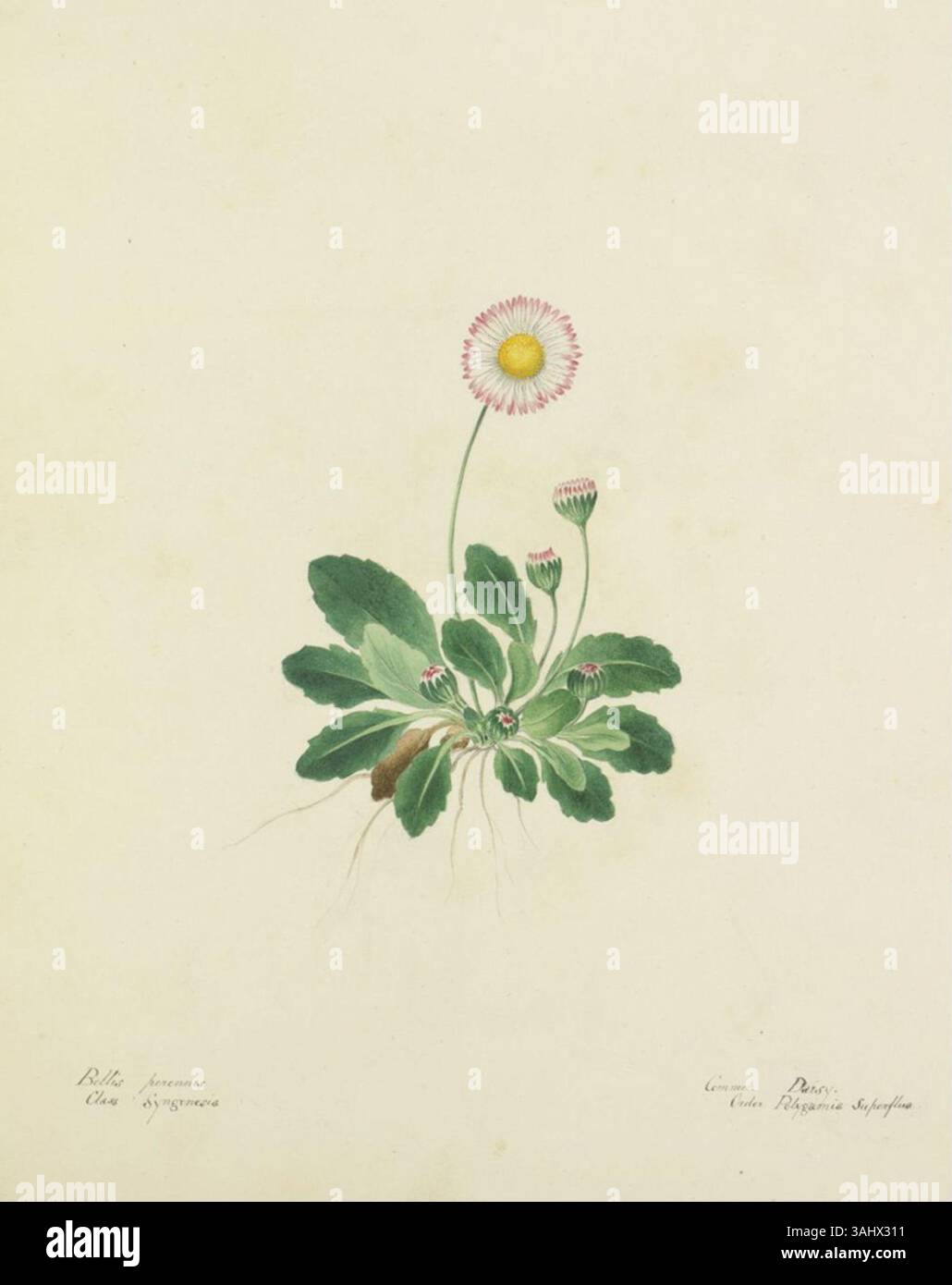 This watercolor by Lydia Penrose depicts Bellis perennis, the common ...
