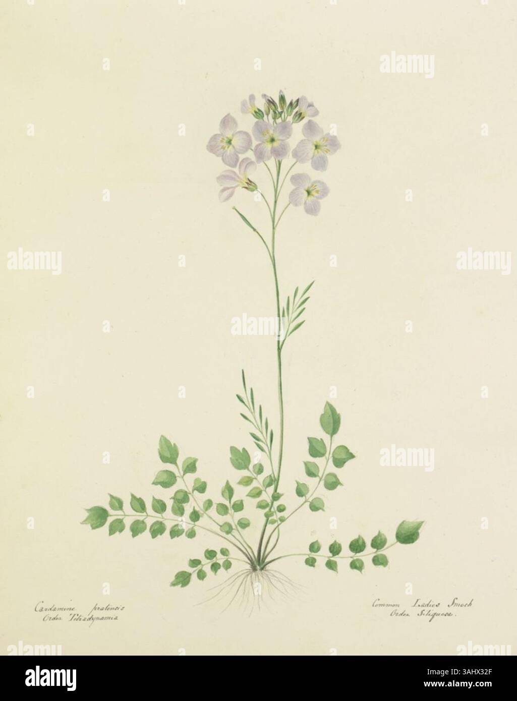 This watercolor by Lydia Penrose depicts Cardamine pratensis, known as ...