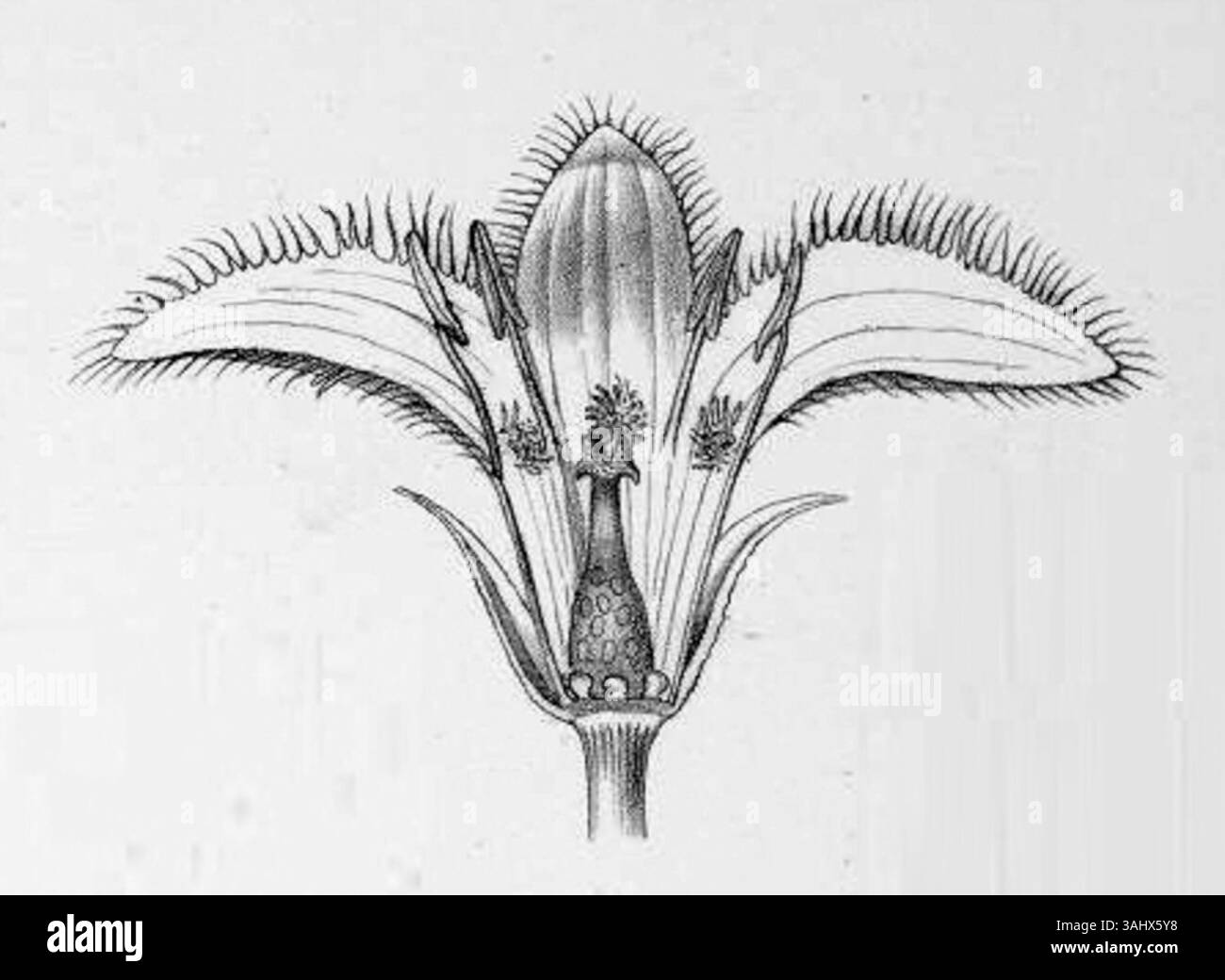 Tab. IX of 'Plantae Tinneanae' (1867) also includes a detailed ...