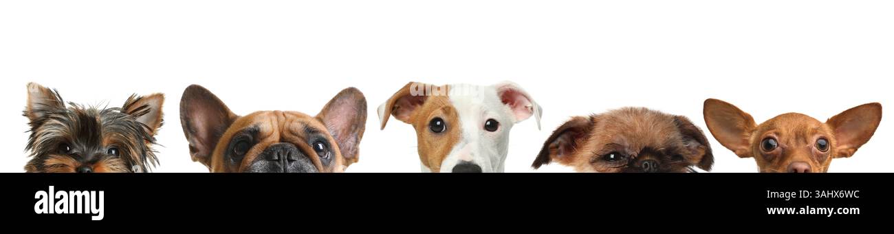 Adorable dogs peeking out against white background Stock Photo - Alamy