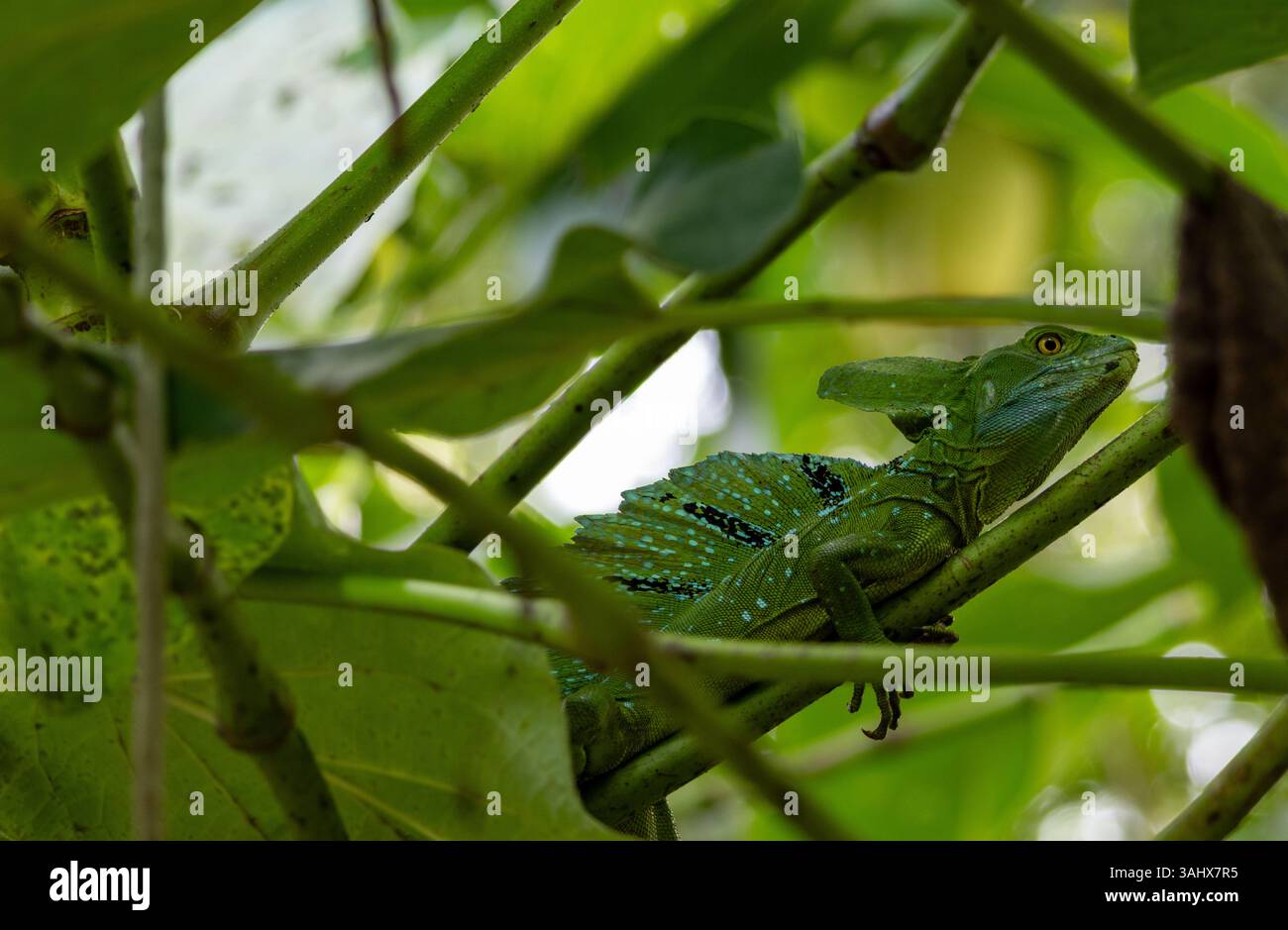 Green Basilisk Lizard (Basiliscus plumifrons) resting on a branch in ...
