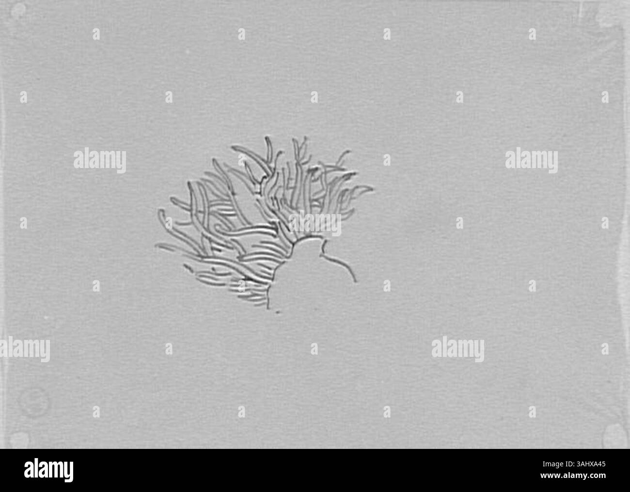 Etudes de meduse hi-res stock photography and images - Alamy
