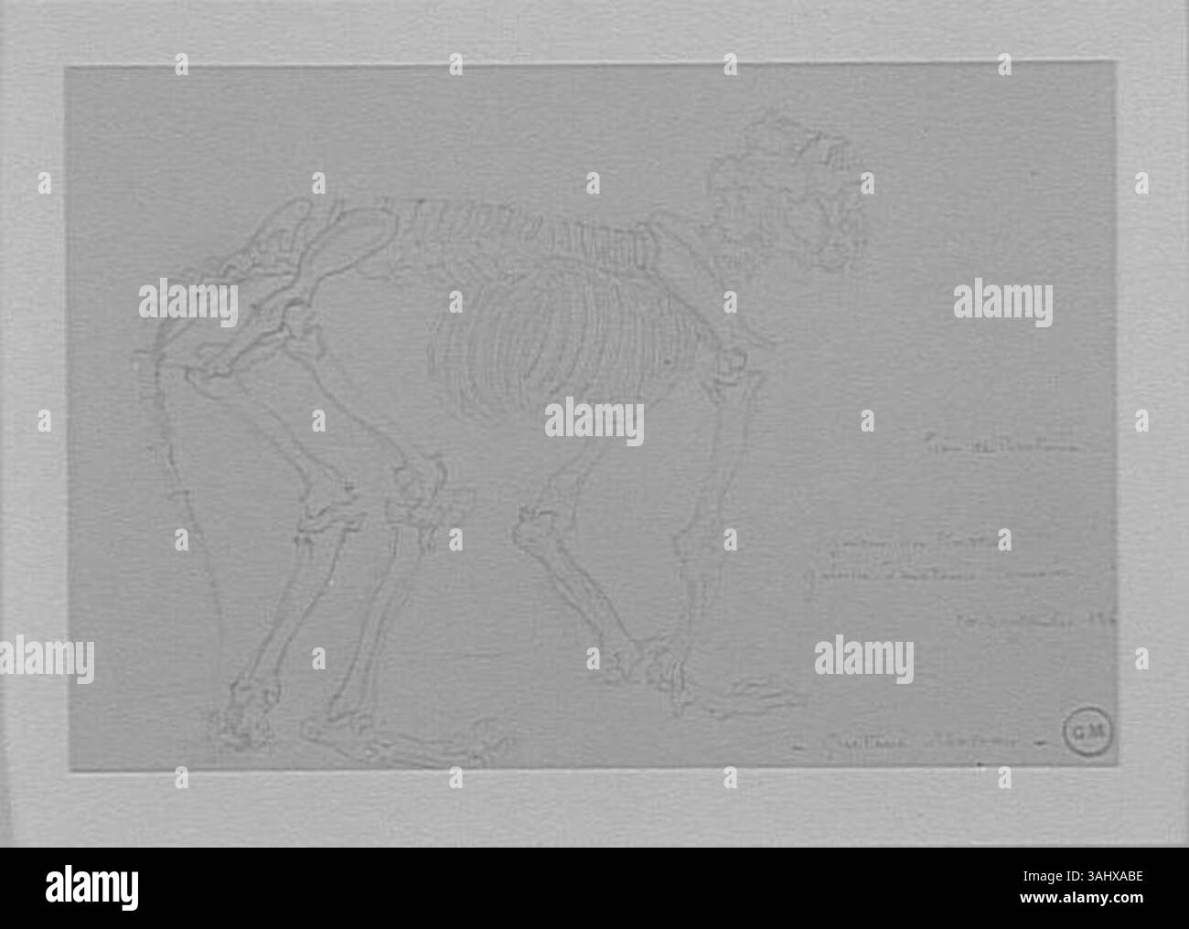 This study shows a lion skeleton, exemplifying Moreau's interest in ...