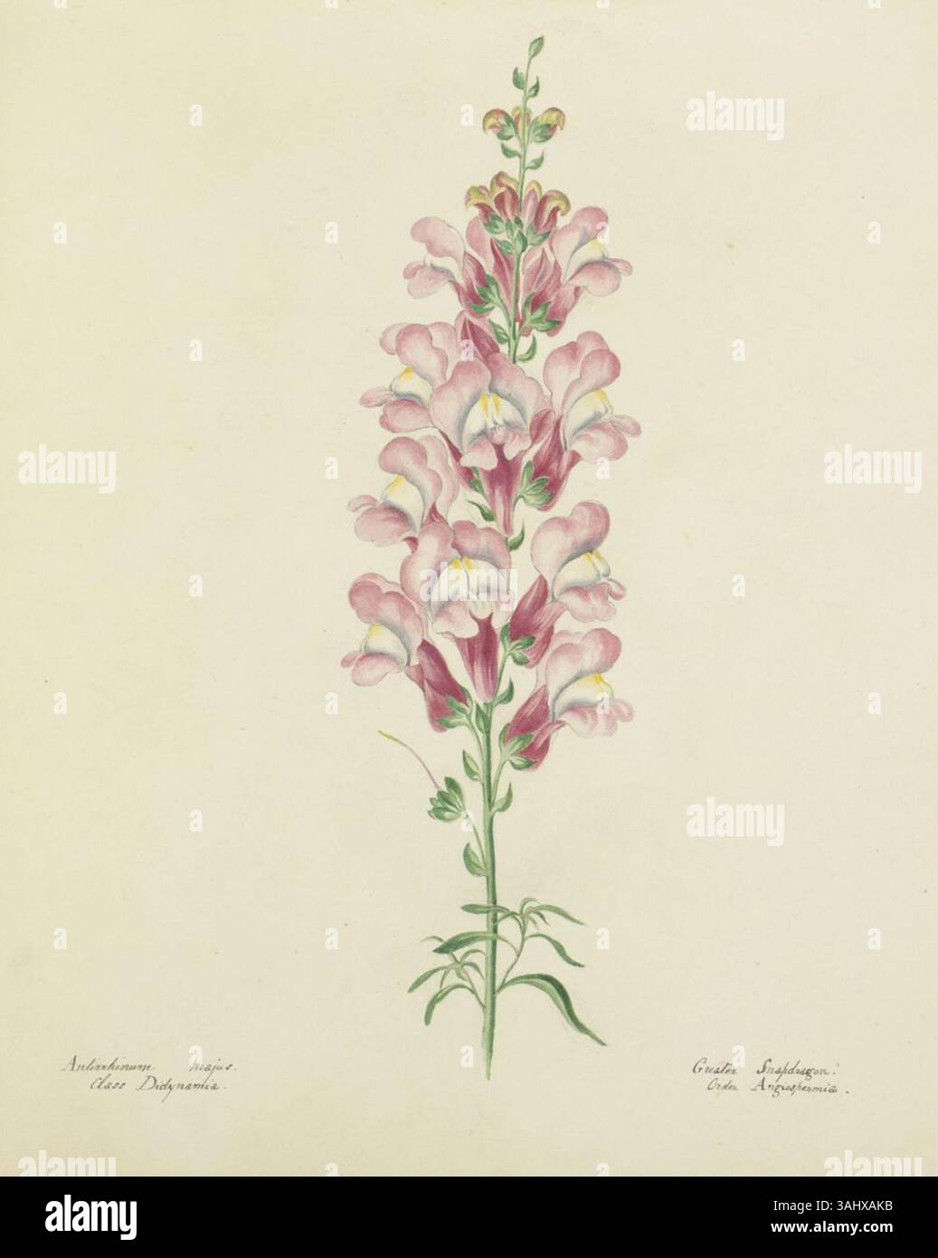 Lydia Penrose's watercolor painting of Antirrhinum majus, also known as ...