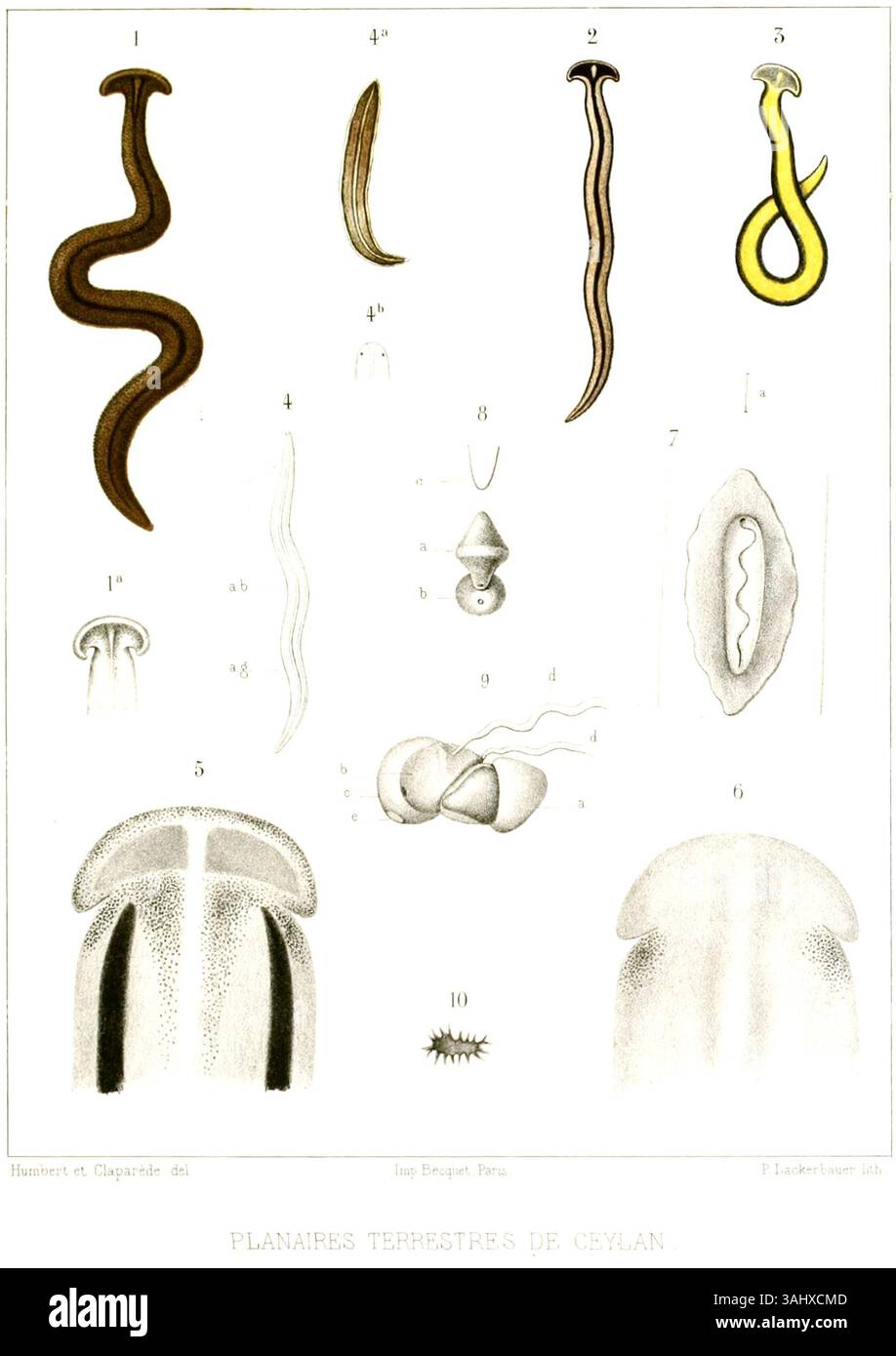 Illustration by Aloïs Humbert in 1862, depicting land planarians from ...