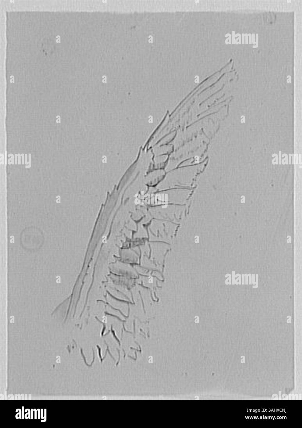 Avian anatomy studies Black and White Stock Photos & Images - Alamy
