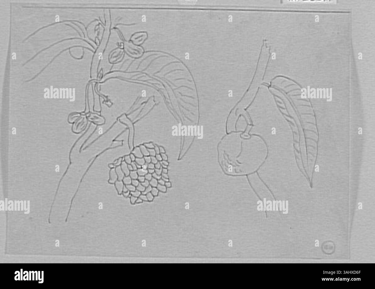 Life cycle in art Black and White Stock Photos & Images - Alamy