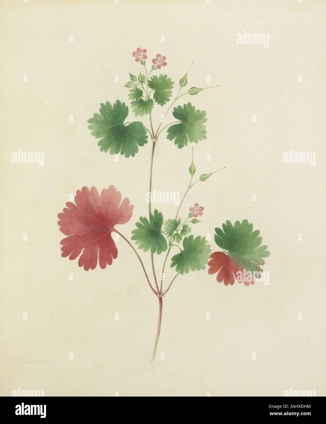 Lydia Penrose’s watercolor of Geranium, also known as cranesbill ...