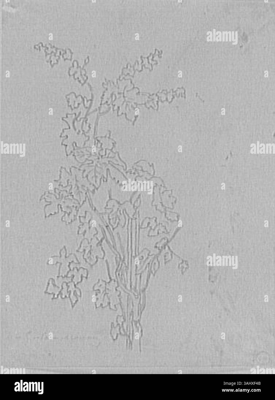 This study of virgin vines by Gustave Moreau reflects his focus on ...
