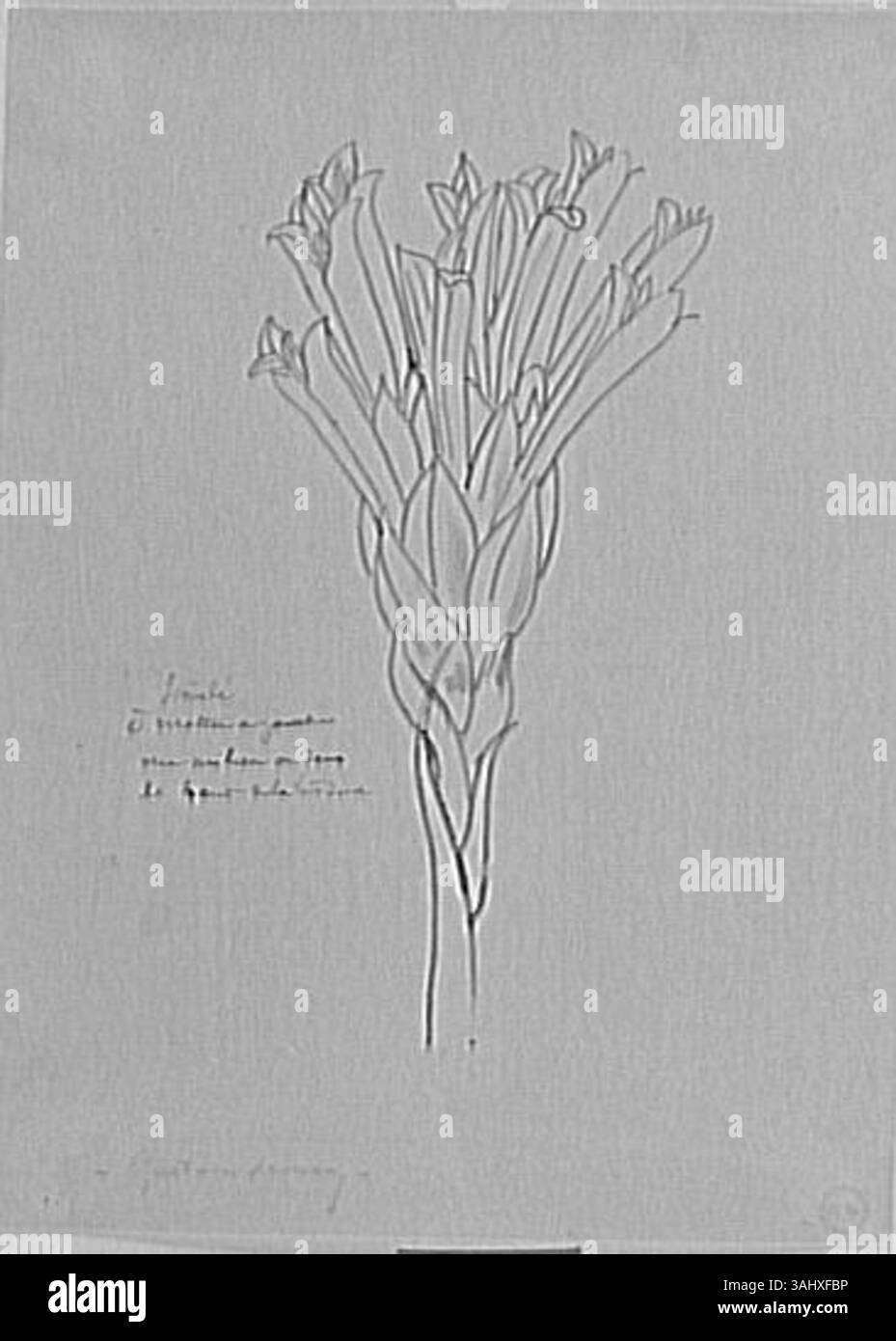 Gustave Moreau’s 'Etude de plante pour Jupiter et Sémélé' (Study of ...
