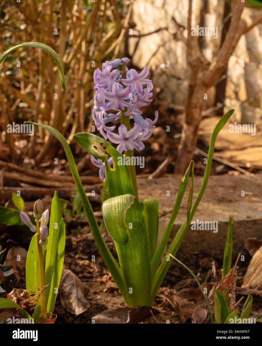 Delightfully fragrant spring flowering Hyacinth in warm sunshine ...