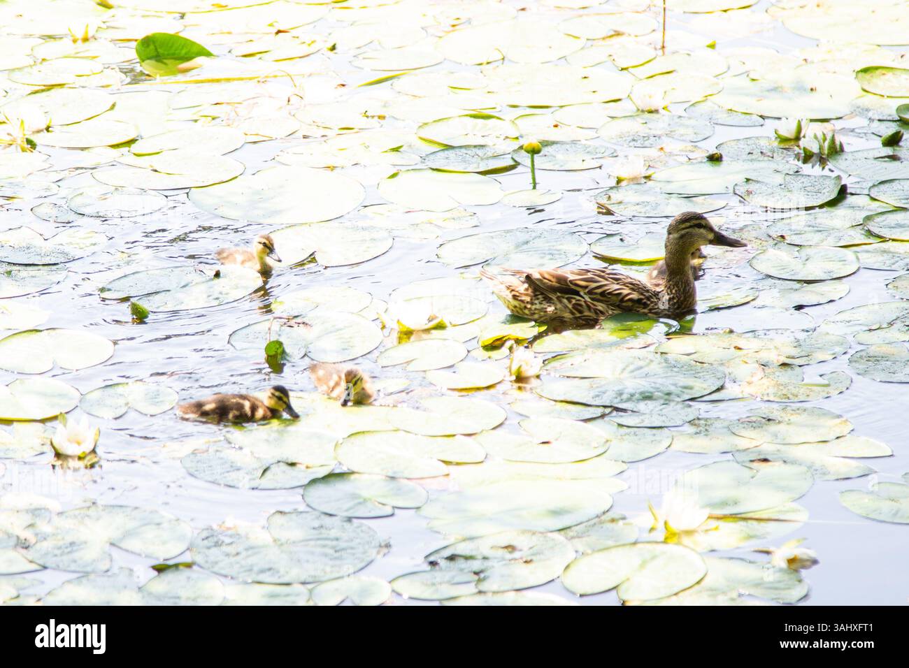 A duck and its ducklings are swimming in a pond. The pond is full of ...