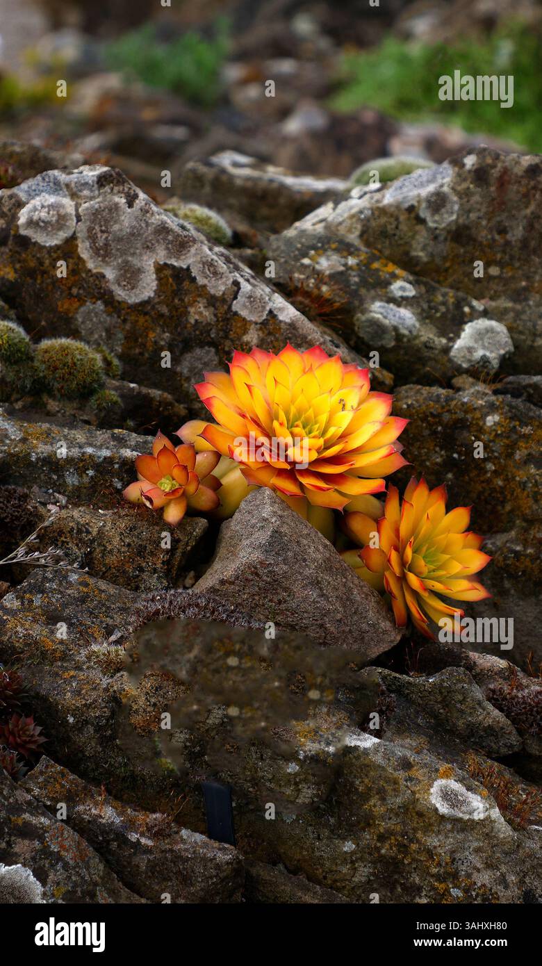 Close up of the golden flower of the low growing alpine houseleek ...