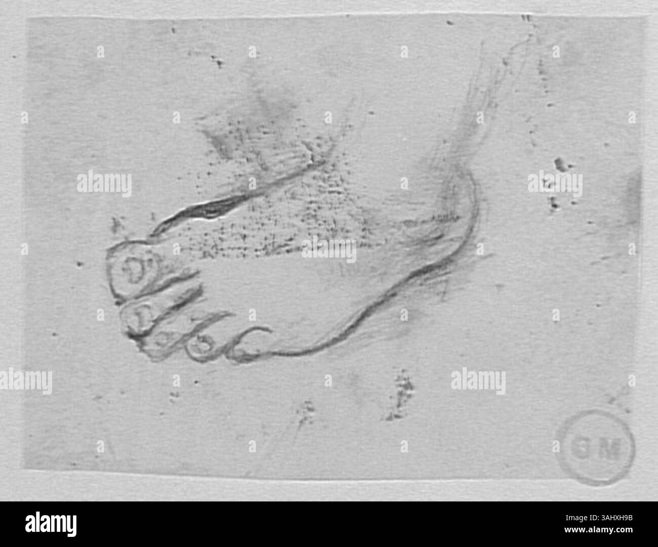 Observation anatomique hi-res stock photography and images - Alamy