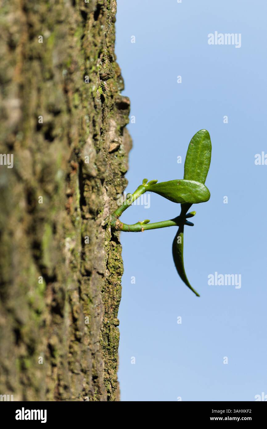 Viscum album aka mistletoe. Parasite plant. Tree killer Stock Photo - Alamy