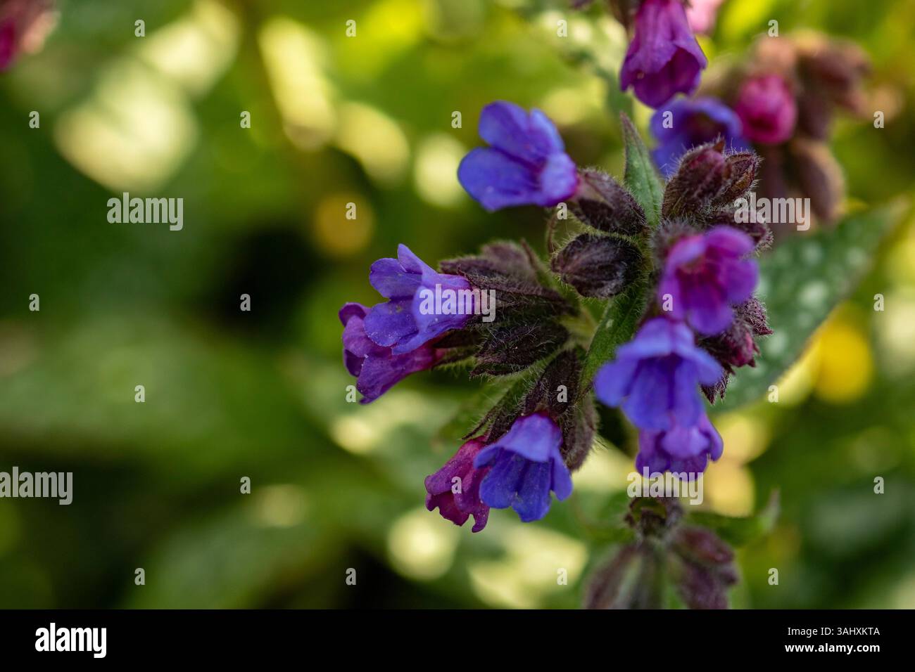 RHS Garden Rosemoor, botanical garden in North Devon, England.Alluring ...