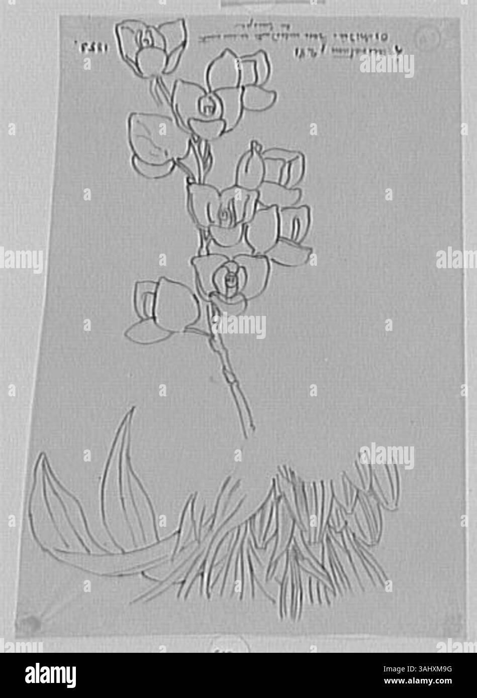 This study by Gustave Moreau shows a detailed depiction of a rose ...