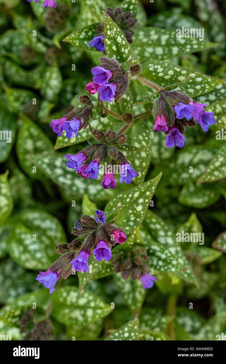RHS Garden Rosemoor, botanical garden in North Devon, England.Alluring ...