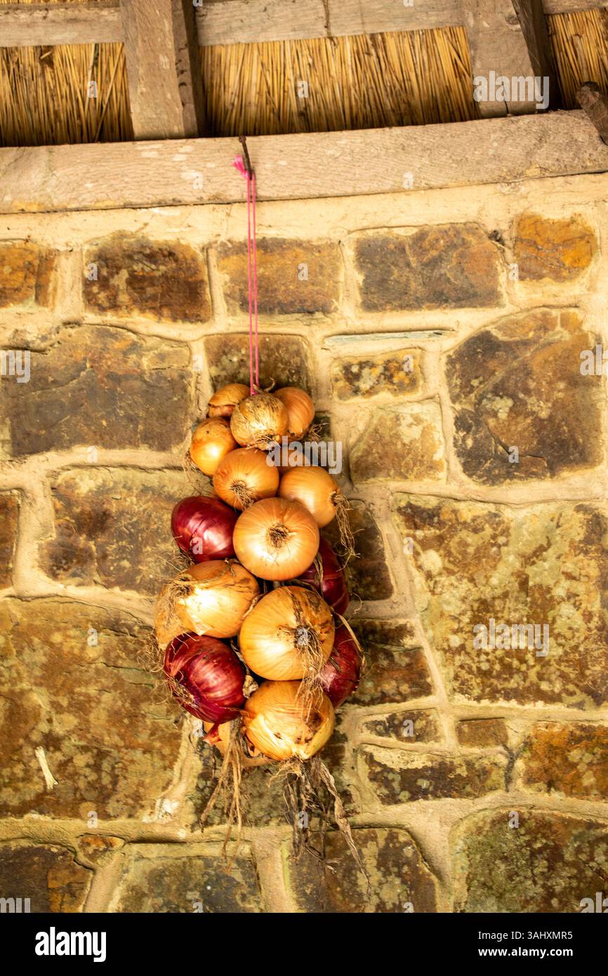 High resolution food still-life of tied onions drying against a stone ...