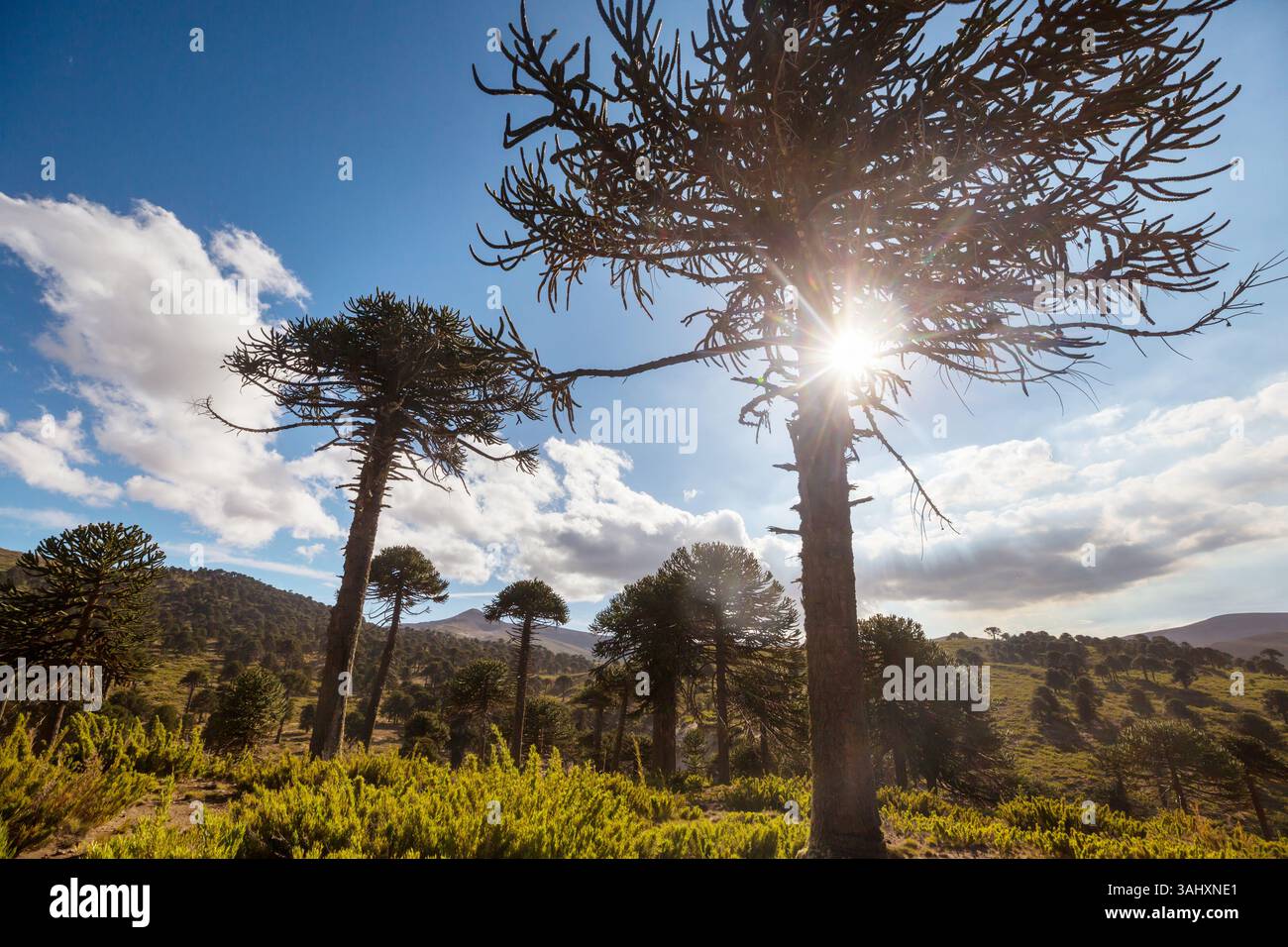 Unusual Araucaria (Araucaria araucana) trees in Andes mountains, Chile ...