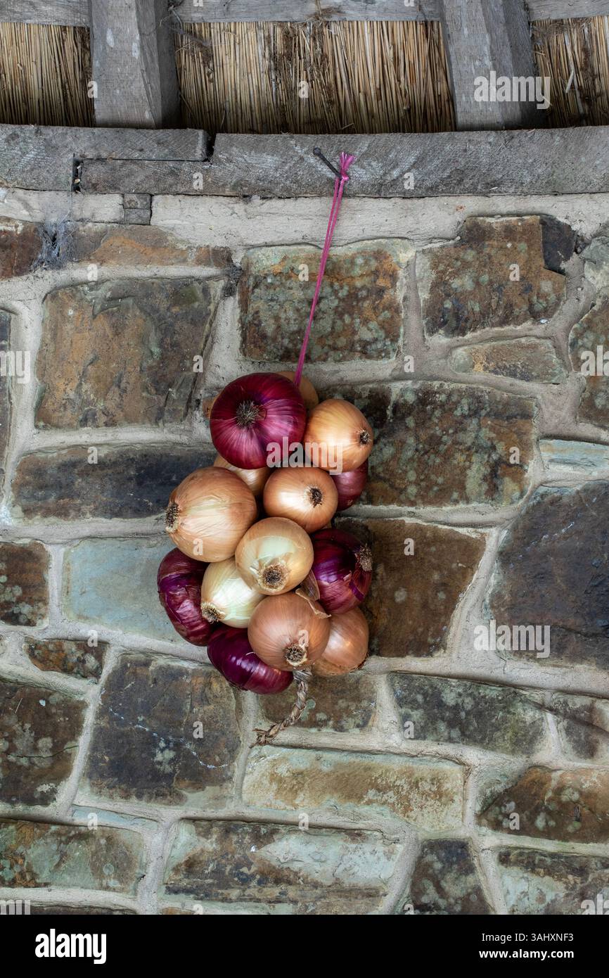 High resolution food still-life of tied onions drying against a stone ...