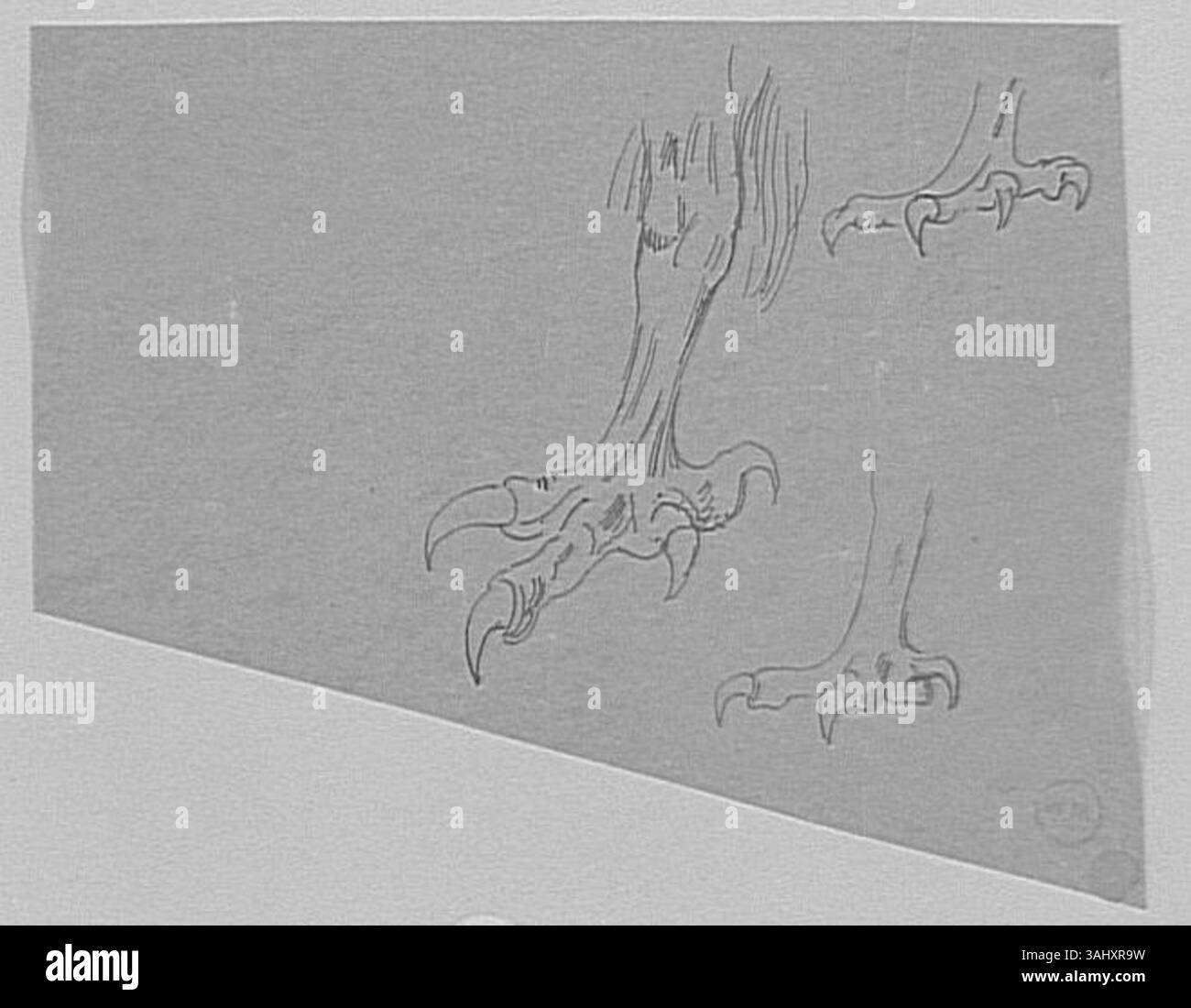 Trois etudes de pattes de rapaces pour les chim hi-res stock ...
