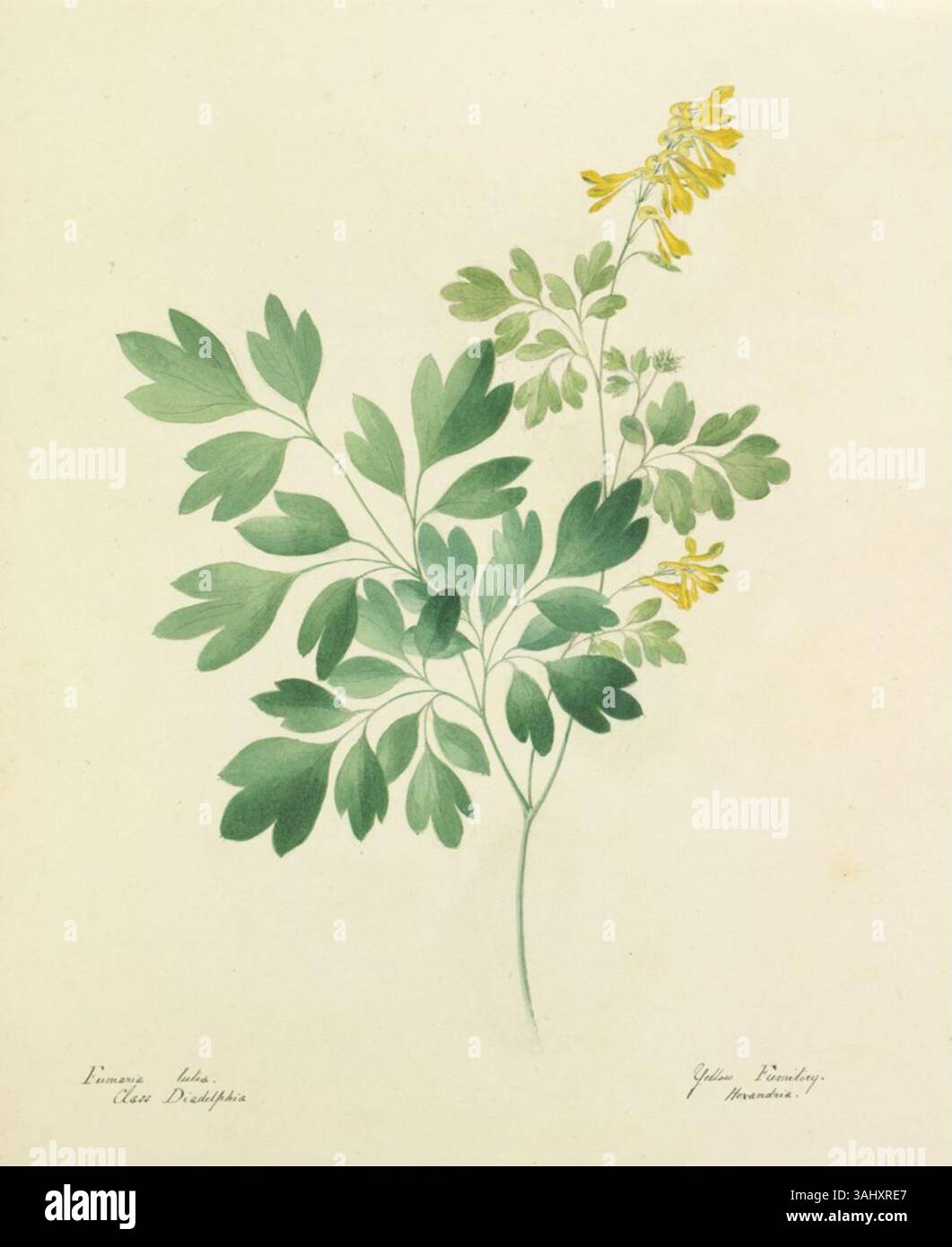 Fumaria lutea, also known as yellow corydalis, is illustrated by Lydia ...