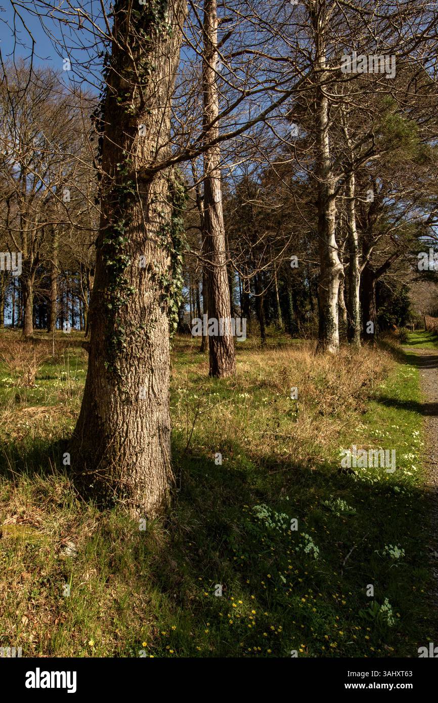 RHS Garden Rosemoor, botanical garden in North Devon, England.Alluring ...