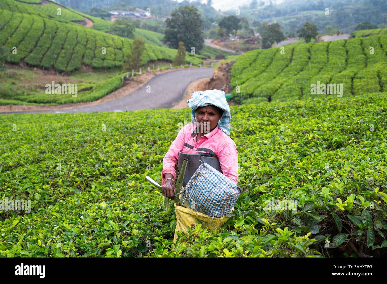 Indian woman with traditional clothes harvesting tea leaves on ...