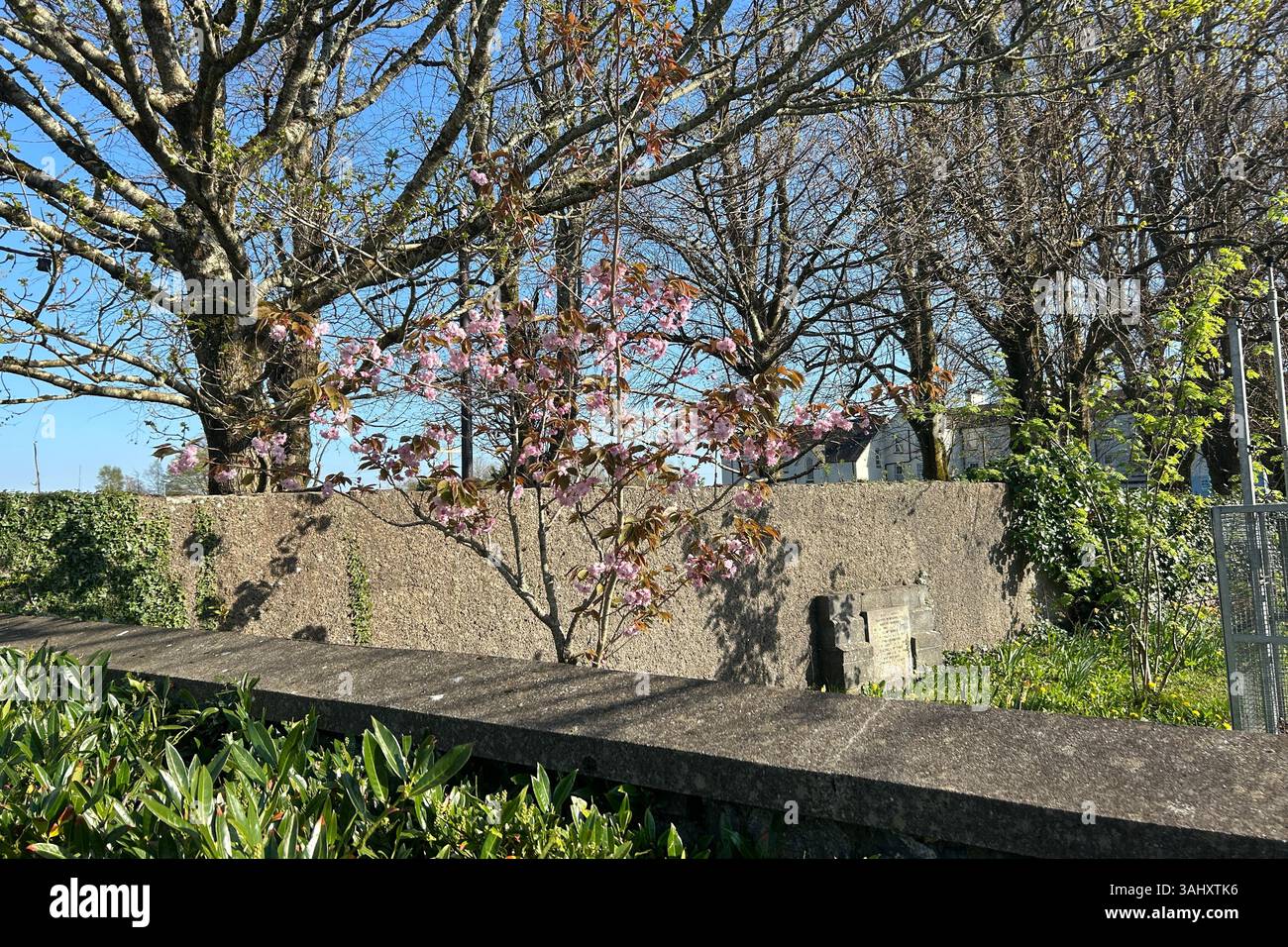 Ballinrobe, Co. Mayo, Ireland. 10 April 2025 - Ireland experiences its ...
