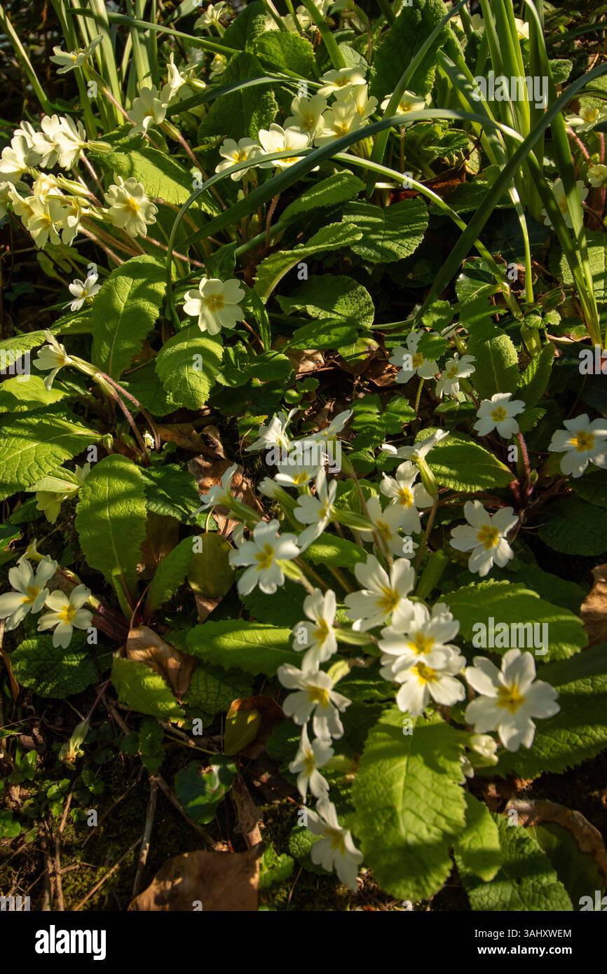 RHS Garden Rosemoor, botanical garden in North Devon, England.Alluring ...