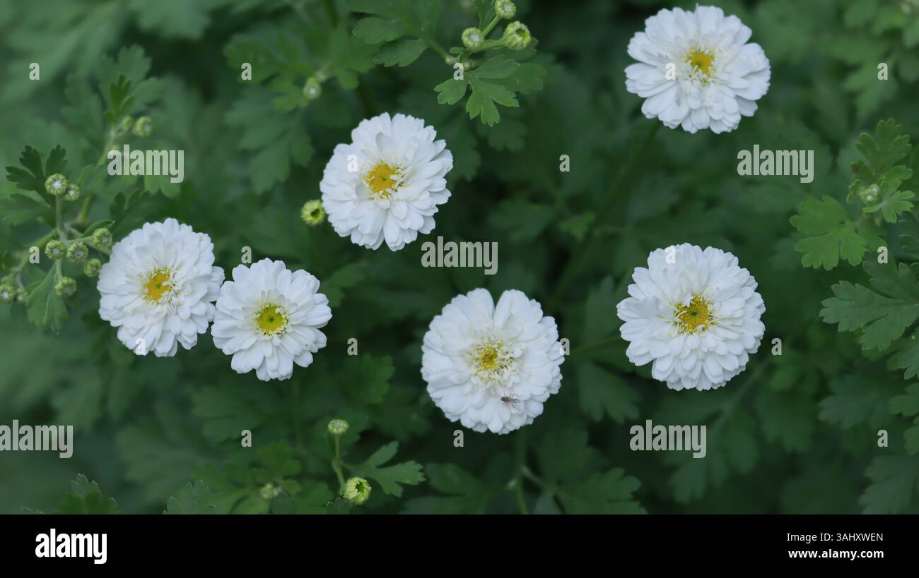 Tetra white wonder hi-res stock photography and images - Alamy