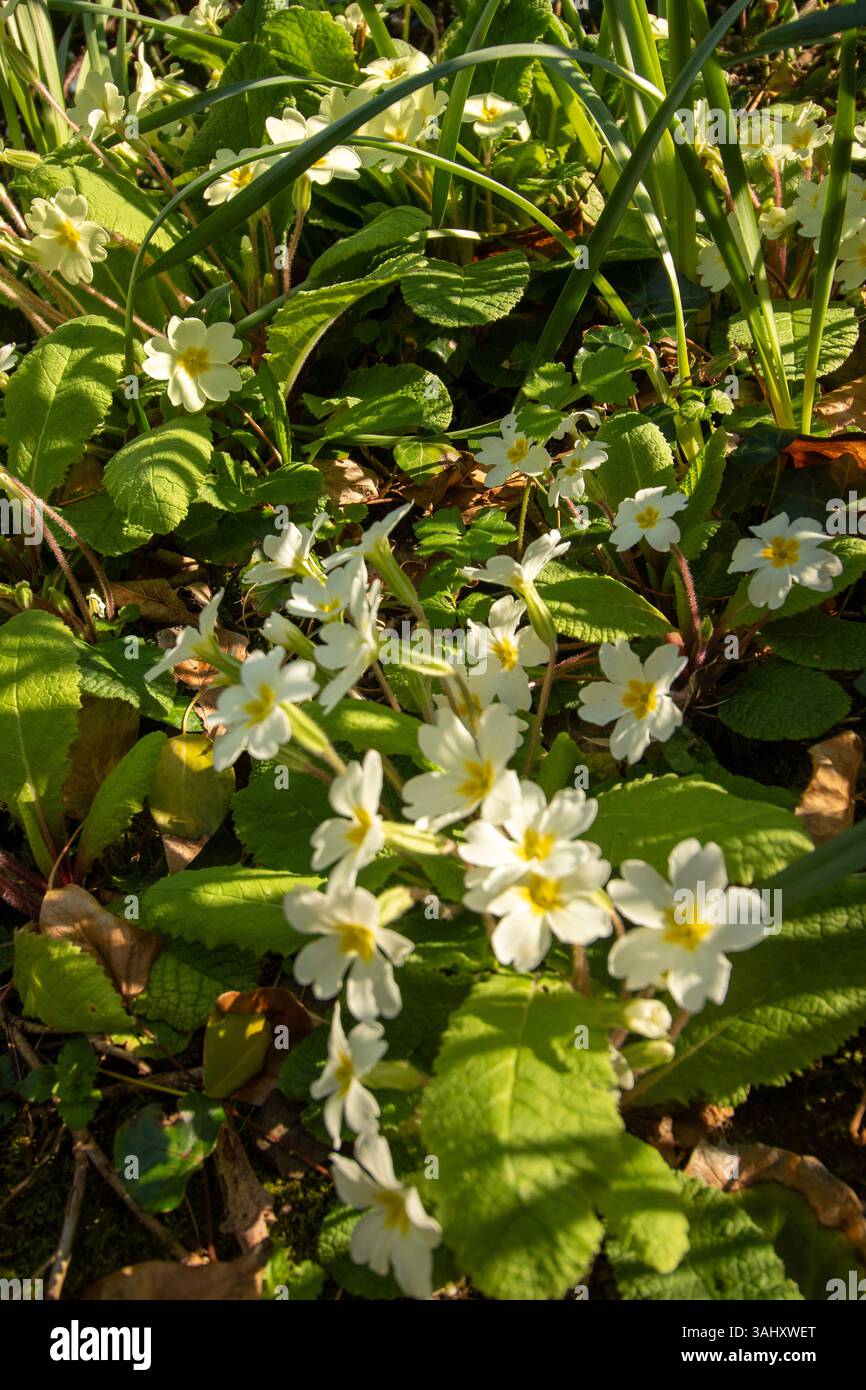 RHS Garden Rosemoor, botanical garden in North Devon, England.Alluring ...