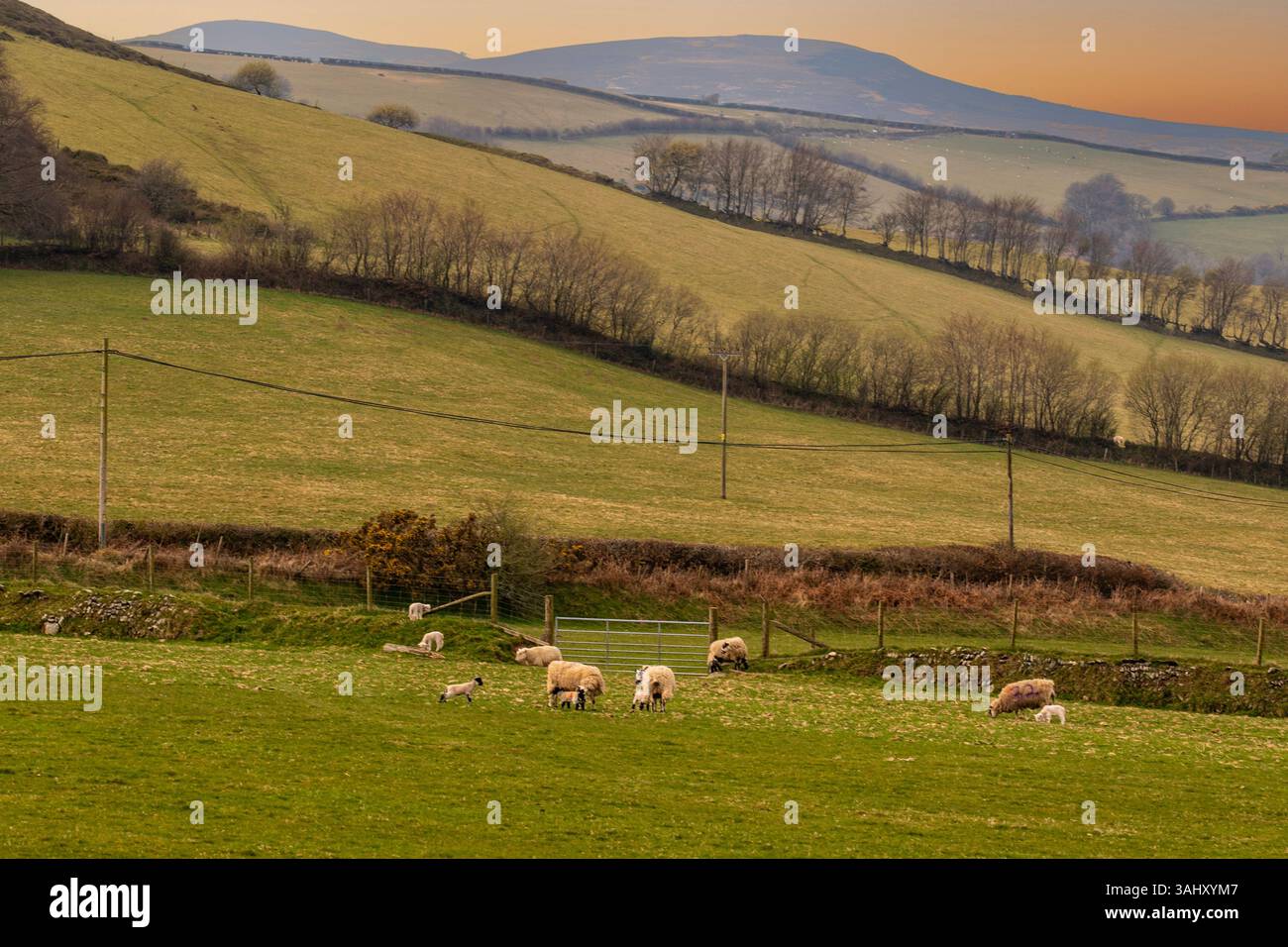 Enchanting rolling meadows and hedgerows of the Devon Countryside ...