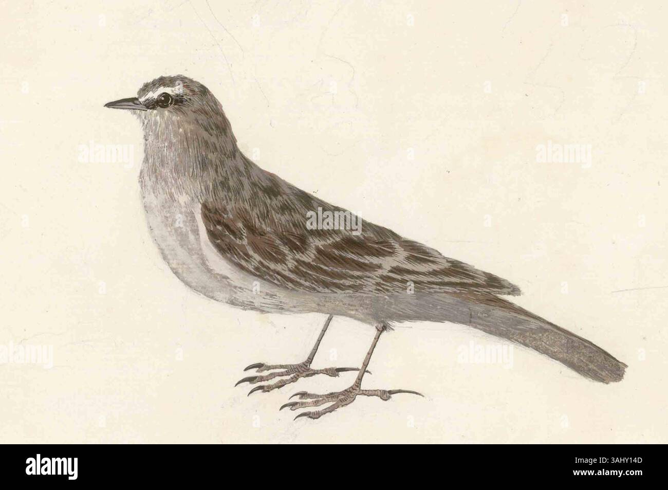 Forsters drawings hi-res stock photography and images - Alamy