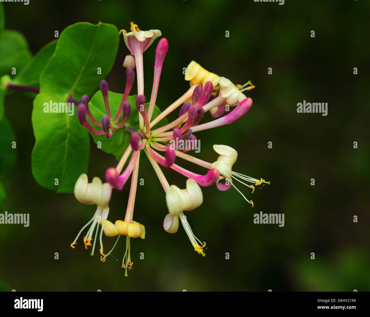 Perfect example of Lonicera etrusca. Pink and yellow Honeysuckle ...