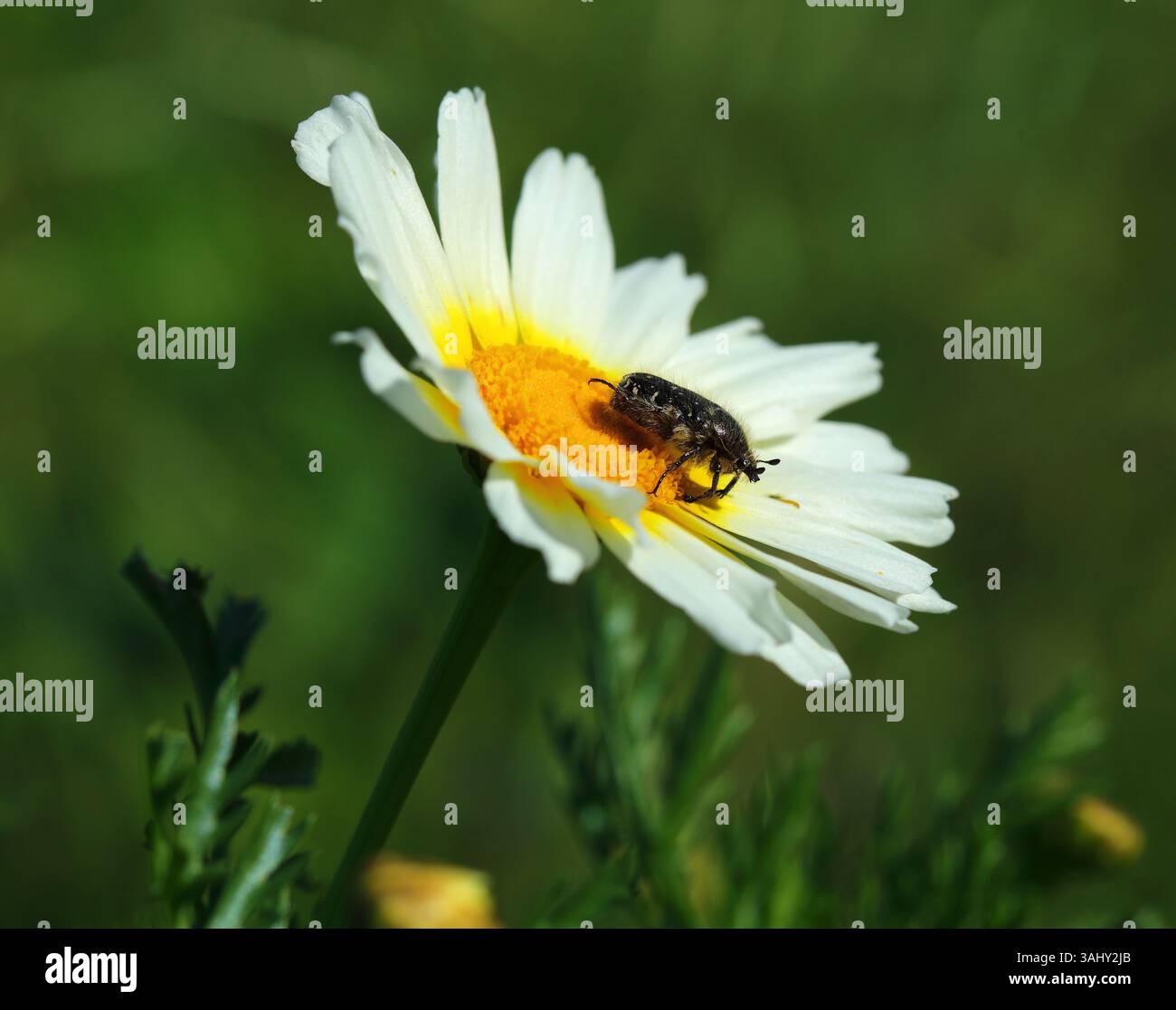 Solitary, Crown Daisy - Glebionis coronaria. Also known as Garland ...