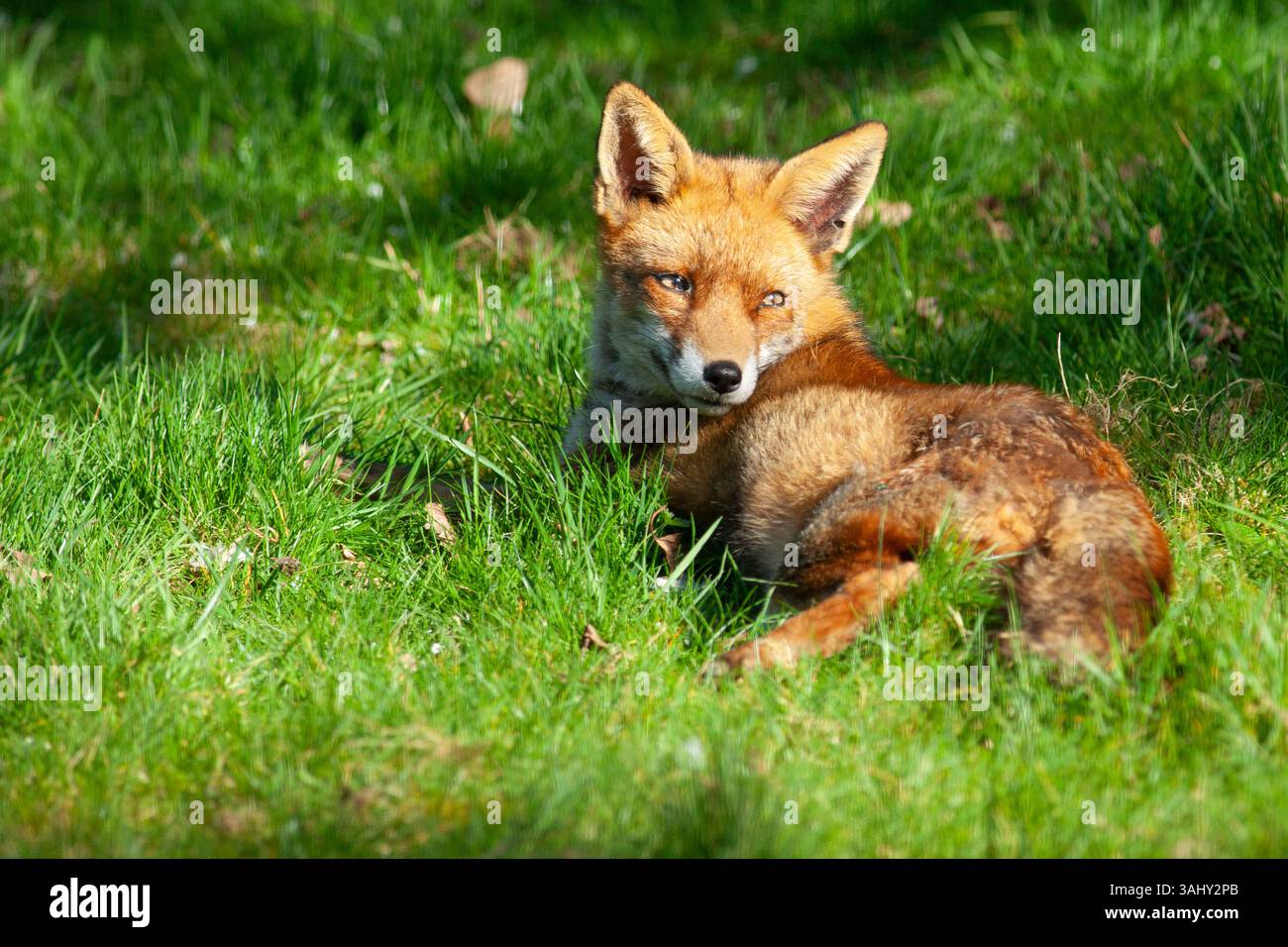 UK weather, 10 April 2025: A female fox snoozes in the dappled sunlight ...