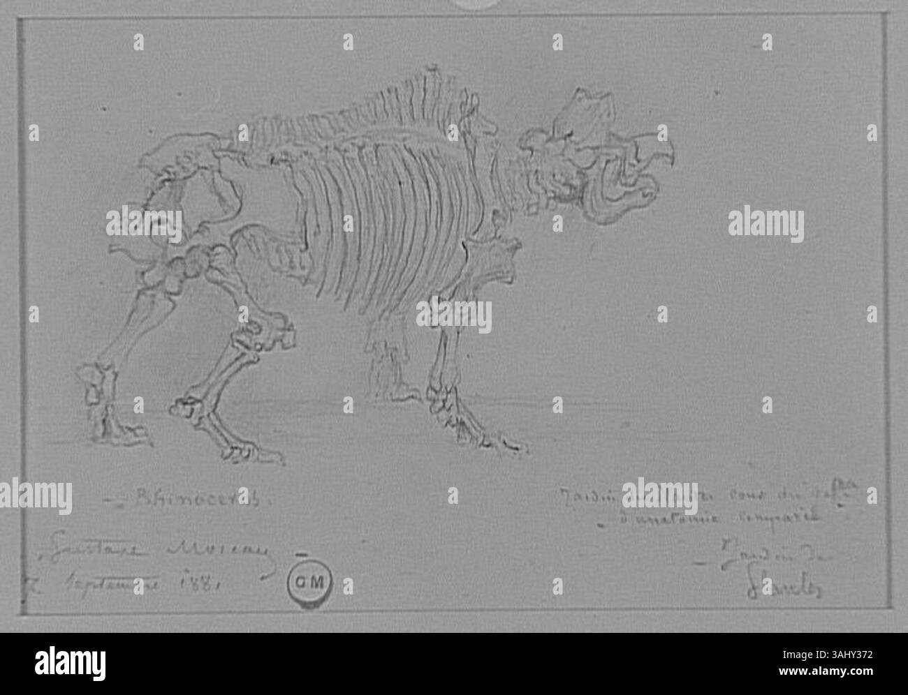 Animal skeletal structure study Black and White Stock Photos & Images ...