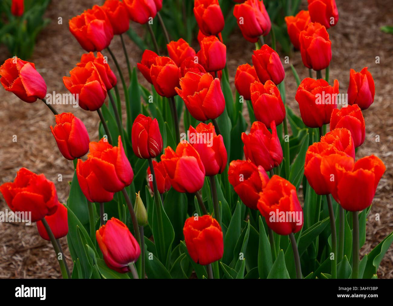 Close up of the orange flowers with a pink fringe of the spring ...